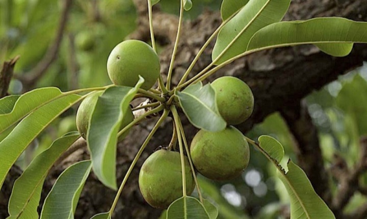 Stakeholders move to protect Shea ecosystem - Naturenews.africa