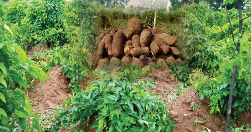 Yam Farming Ghana: Yam Dioscorea