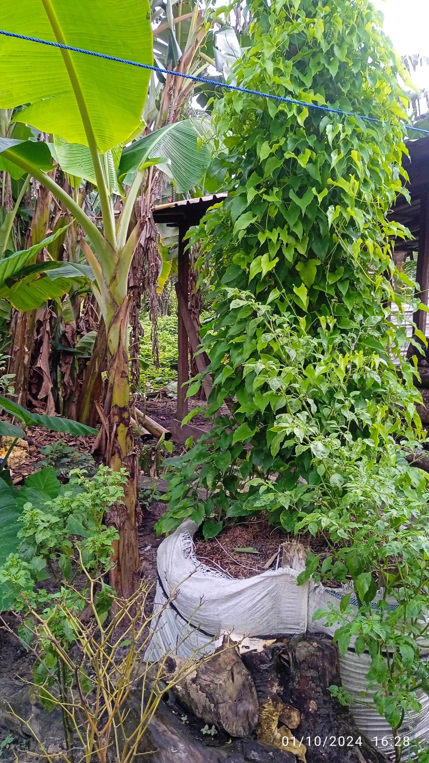 Sack: Innovative Way to Growing Yam for Bountiful Harvest - Naturenews ...