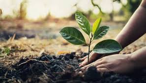 Environmentalists Advocate Tree Planting to Combat Heatwaves ...