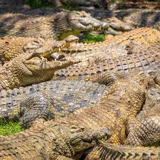 Crocodiles, Nature’s Apex Predators - Naturenews.africa