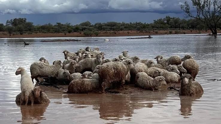 Australia: Floods devastate livestock, isolate towns in outback ...