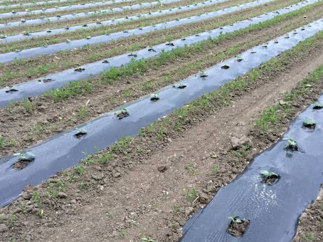 PerPlacsBio project targets plastic pollution in farms, forests ...